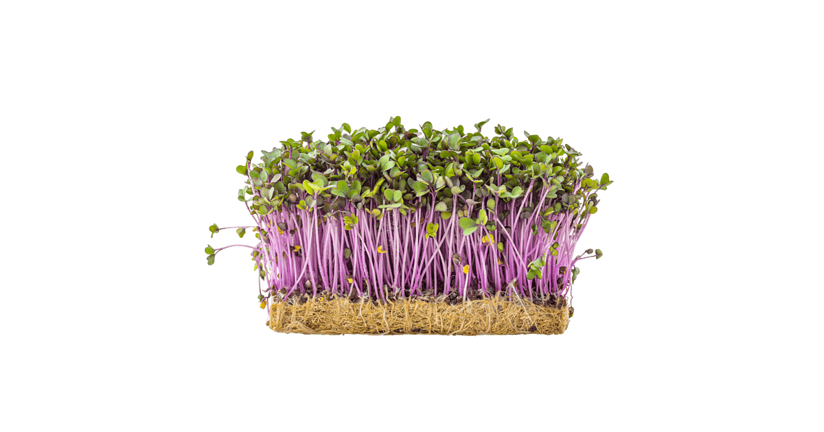 Økologisk purpukas | Køb online | Aarstiderne